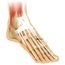 Best Running Shoes for Top Of Foot Pain & Extensor Tendonitis